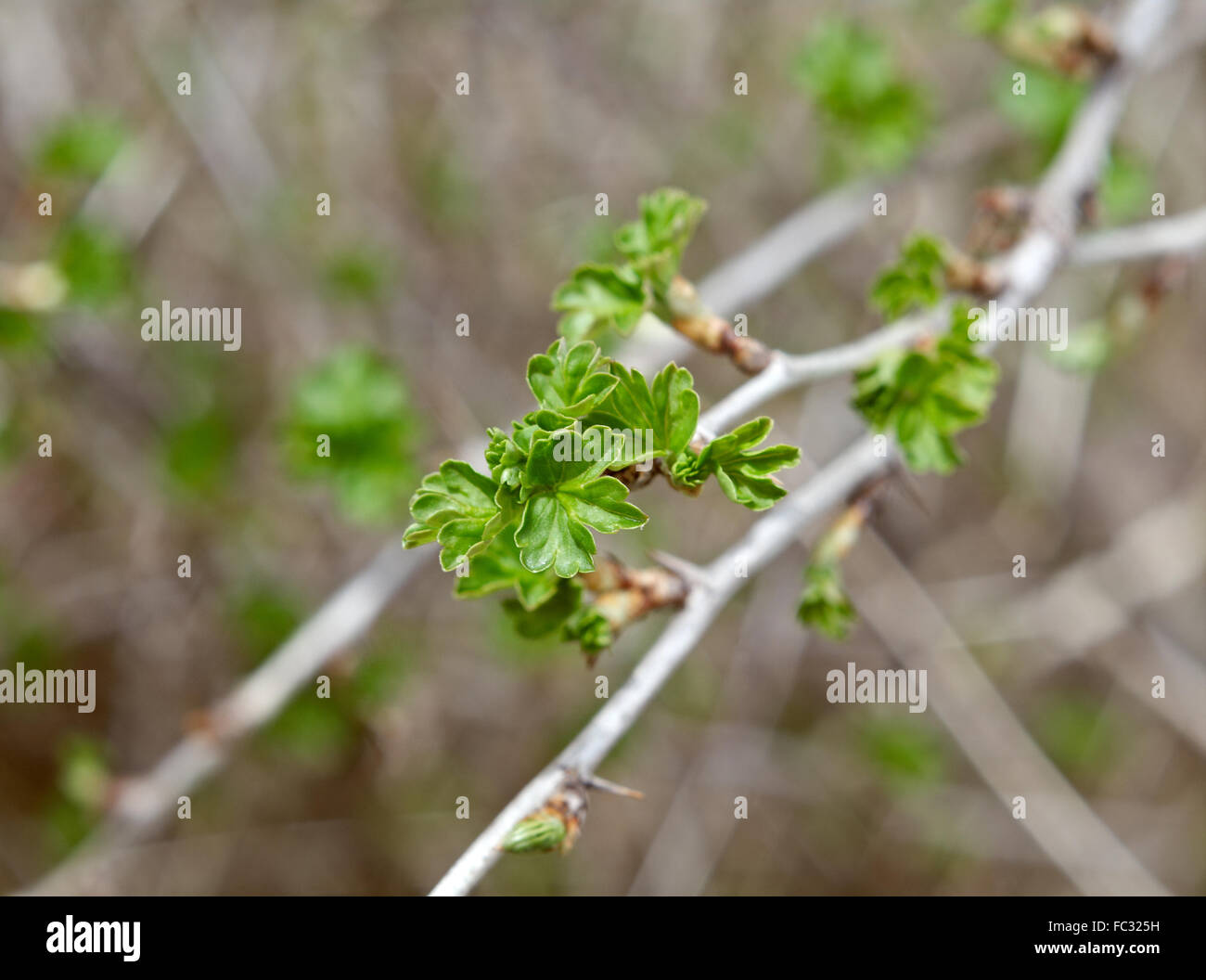Feuille de groseiller Banque de photographies et d’images à haute ...