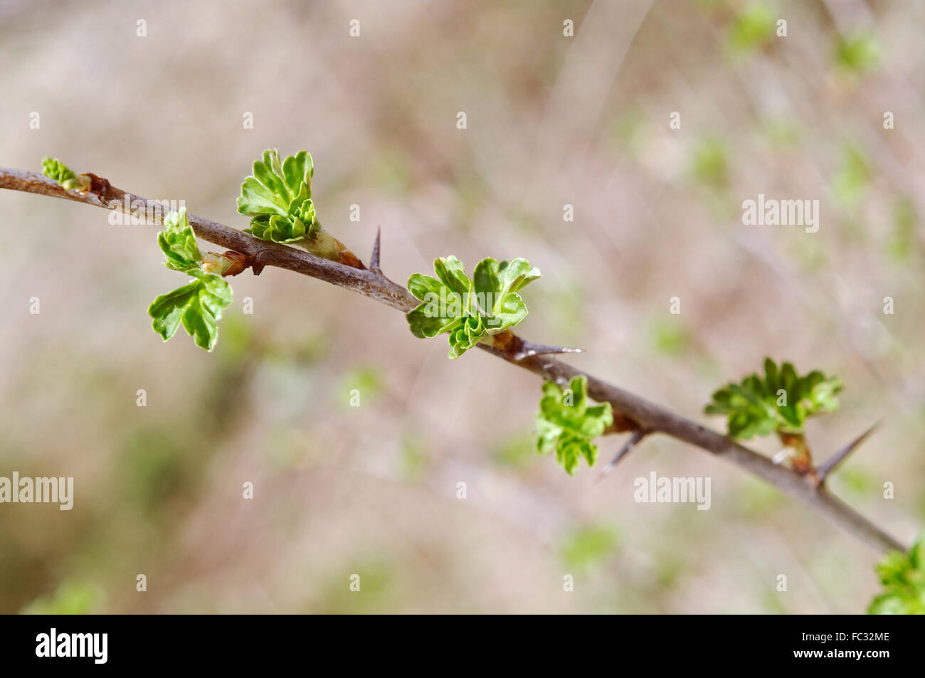 Feuille de groseille Banque d'image et photos - Alamy