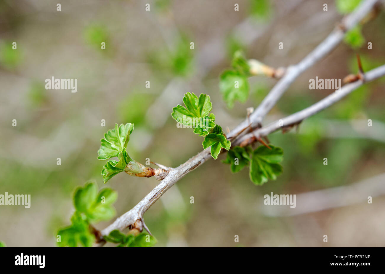 Feuille de groseille Banque d'image et photos - Alamy
