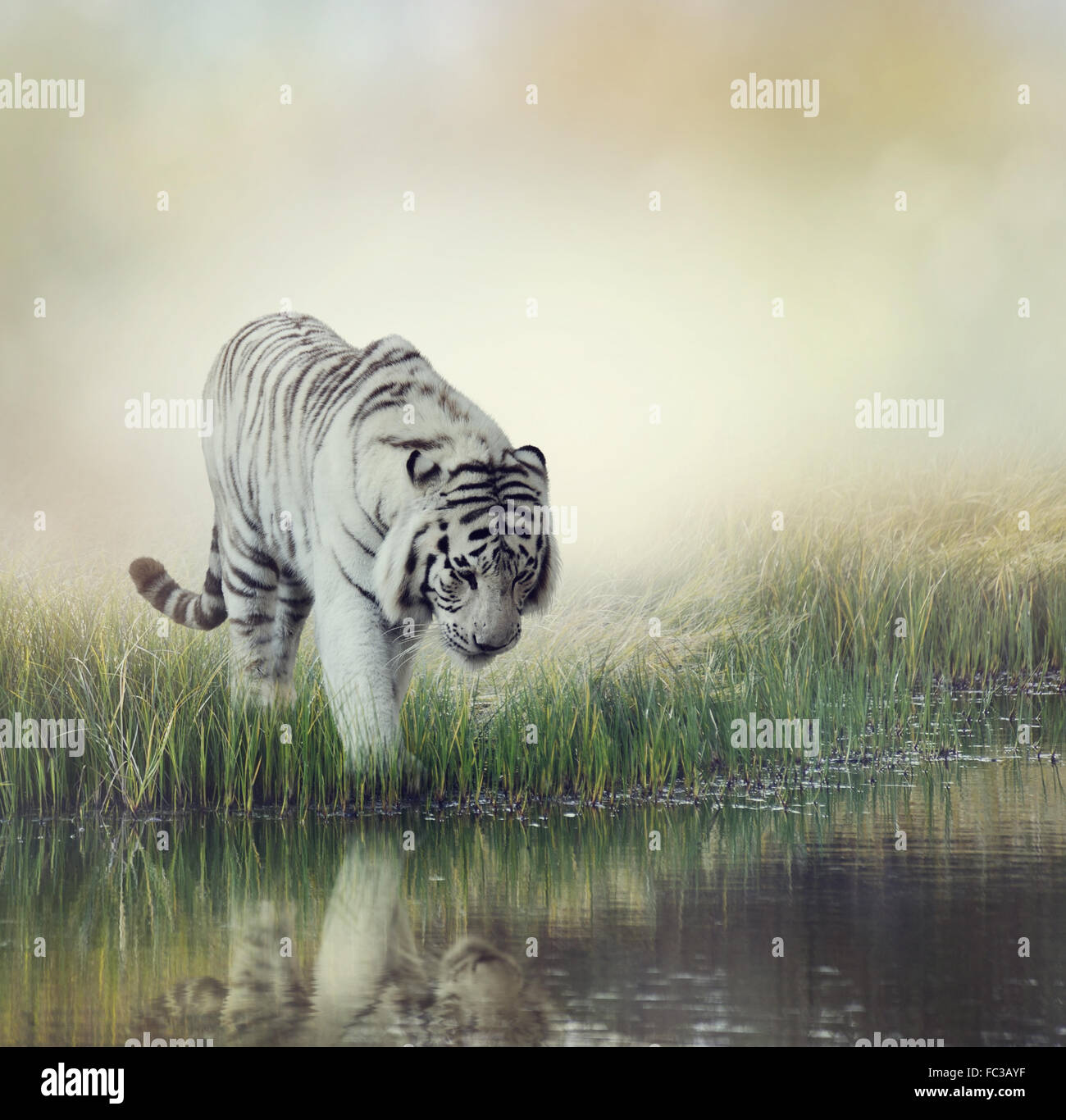 Tigre blanc Banque de photographies et d’images à haute résolution - Alamy