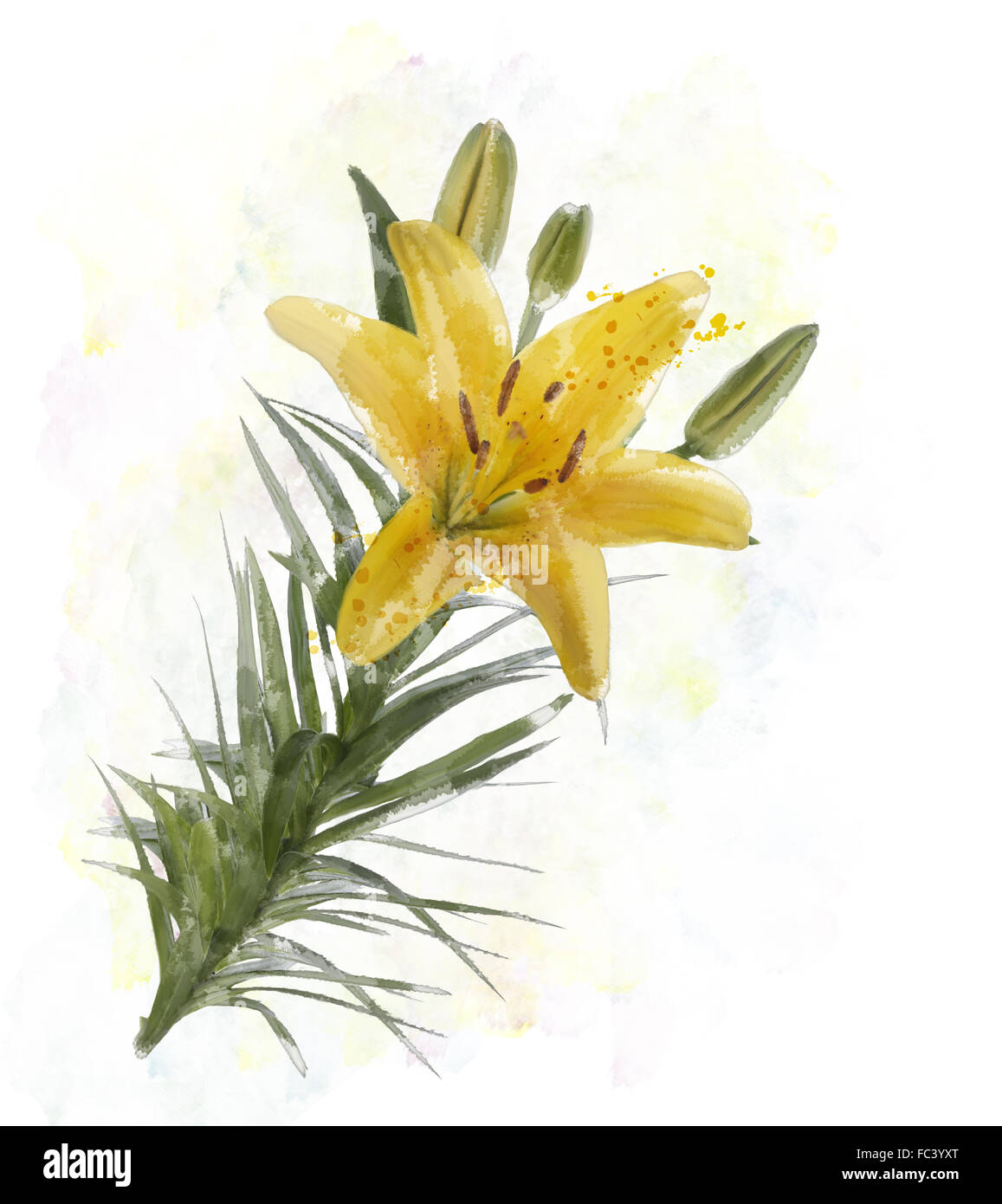 Fleur de lys jaune Banque d'images détourées - Alamy