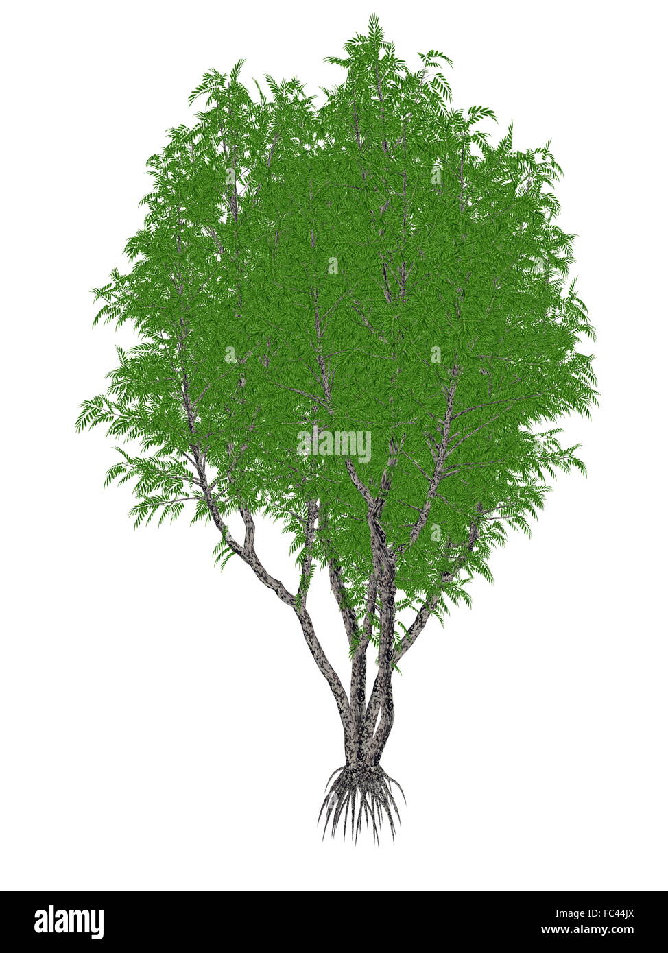 Acajou africain Banque d'images détourées - Alamy