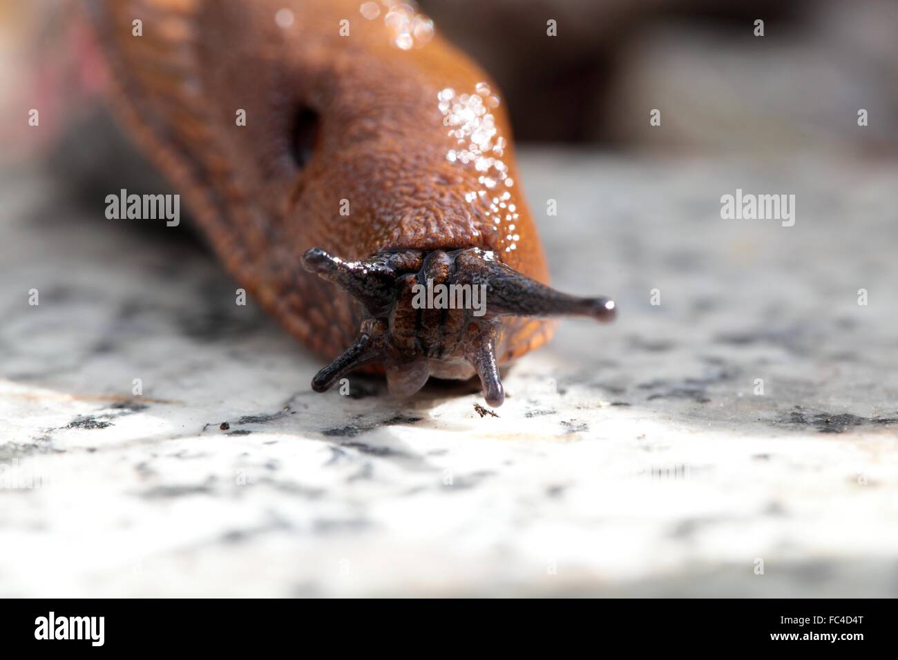 Limace espagnole Banque de photographies et d’images à haute résolution ...