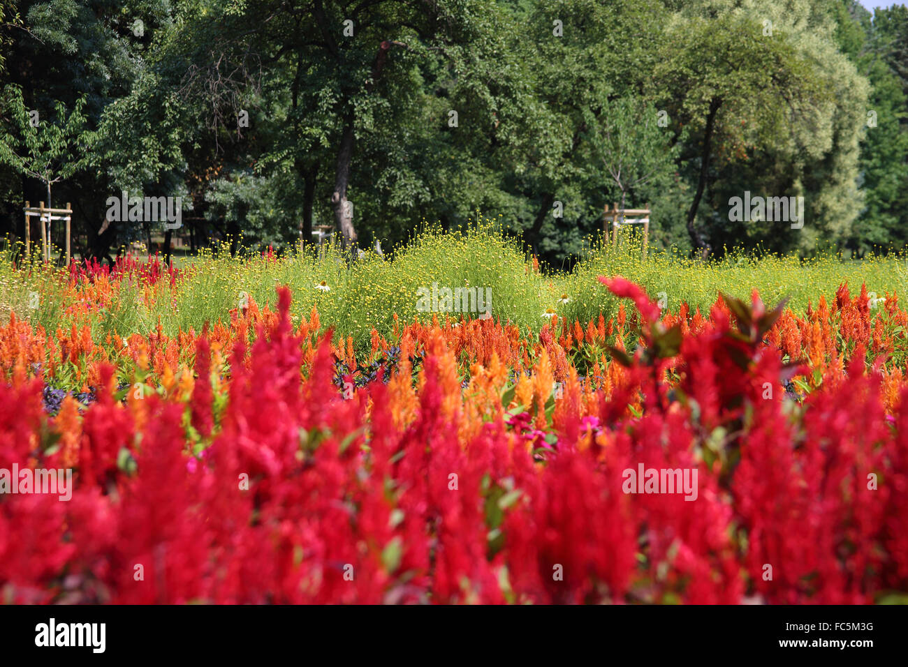 Fleurs dans le parc Banque de photographies et d’images à haute ...