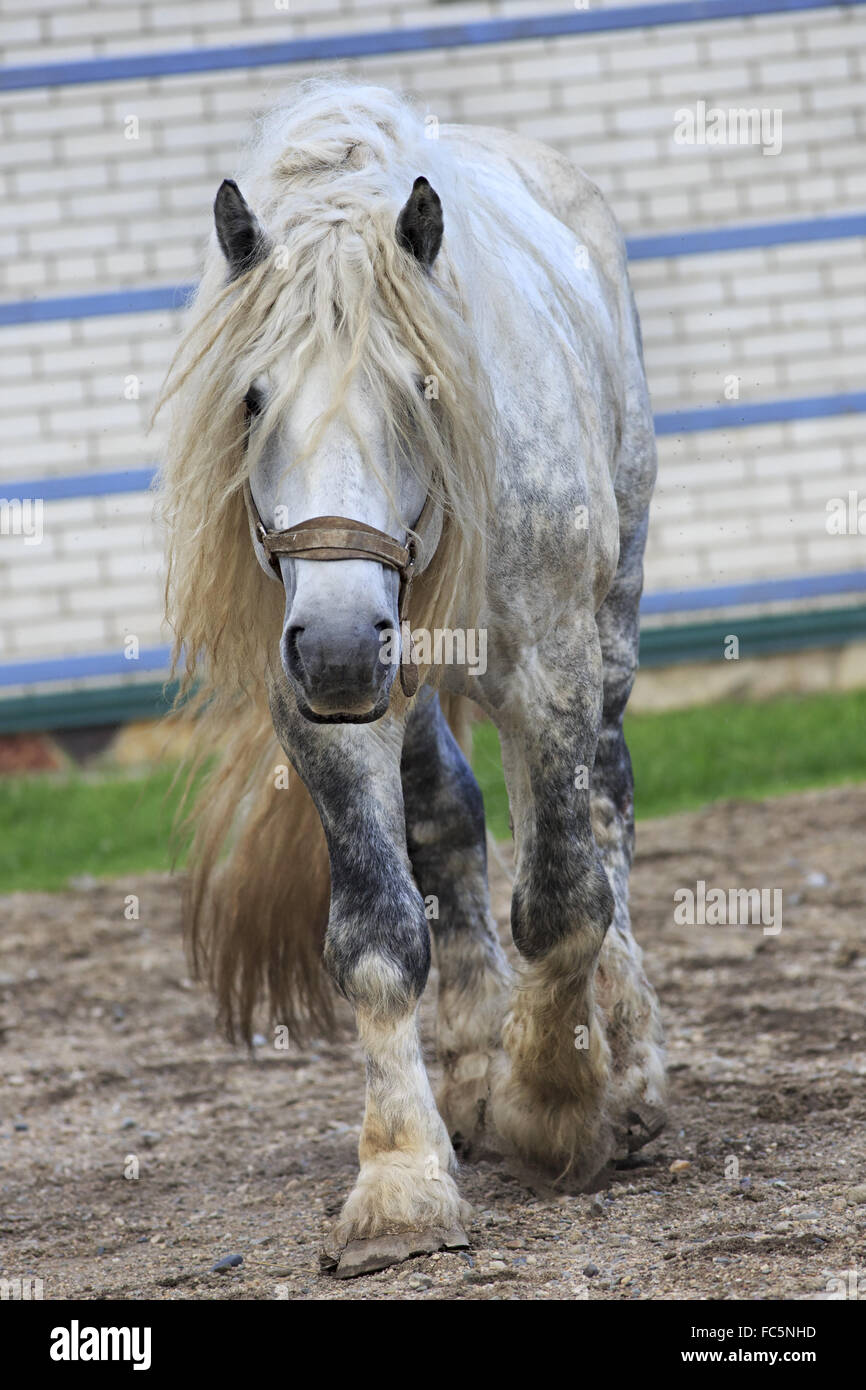 Percheron stallion Banque de photographies et d’images à haute ...