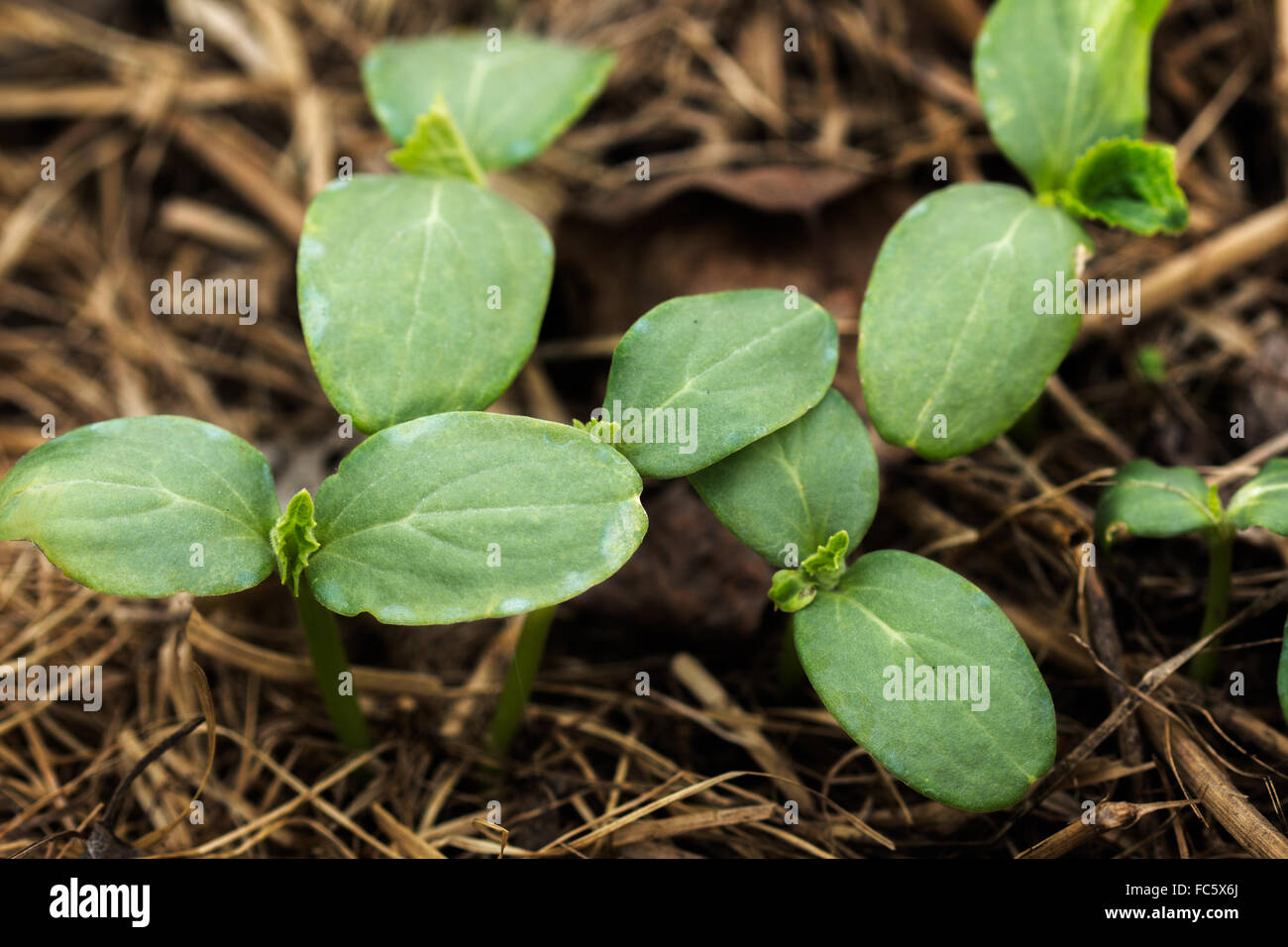 Les jeunes pousses d'un concombre Photo Stock - Alamy