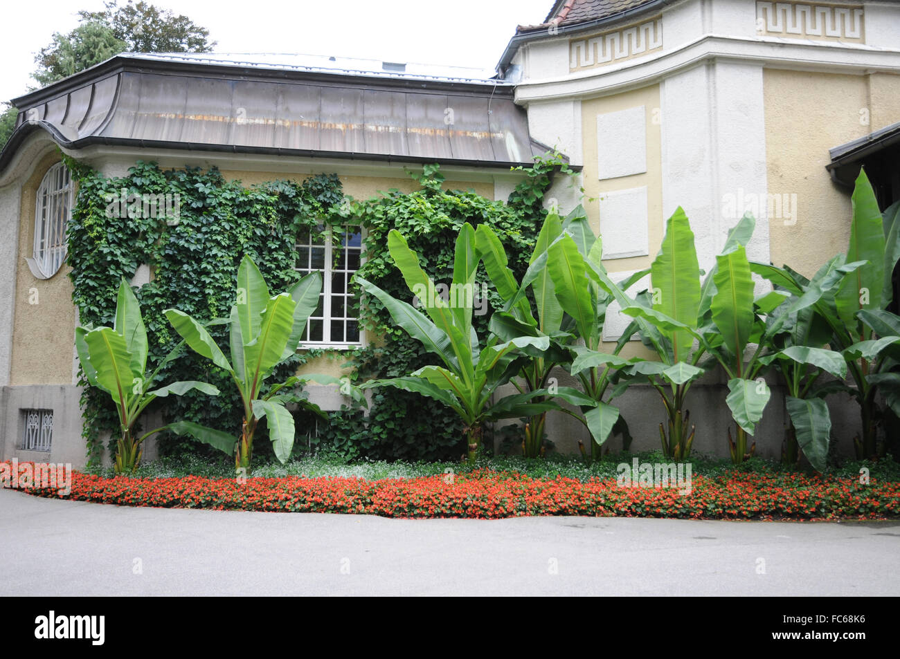 Musa ensete ventricosum Banque de photographies et d’images à haute ...