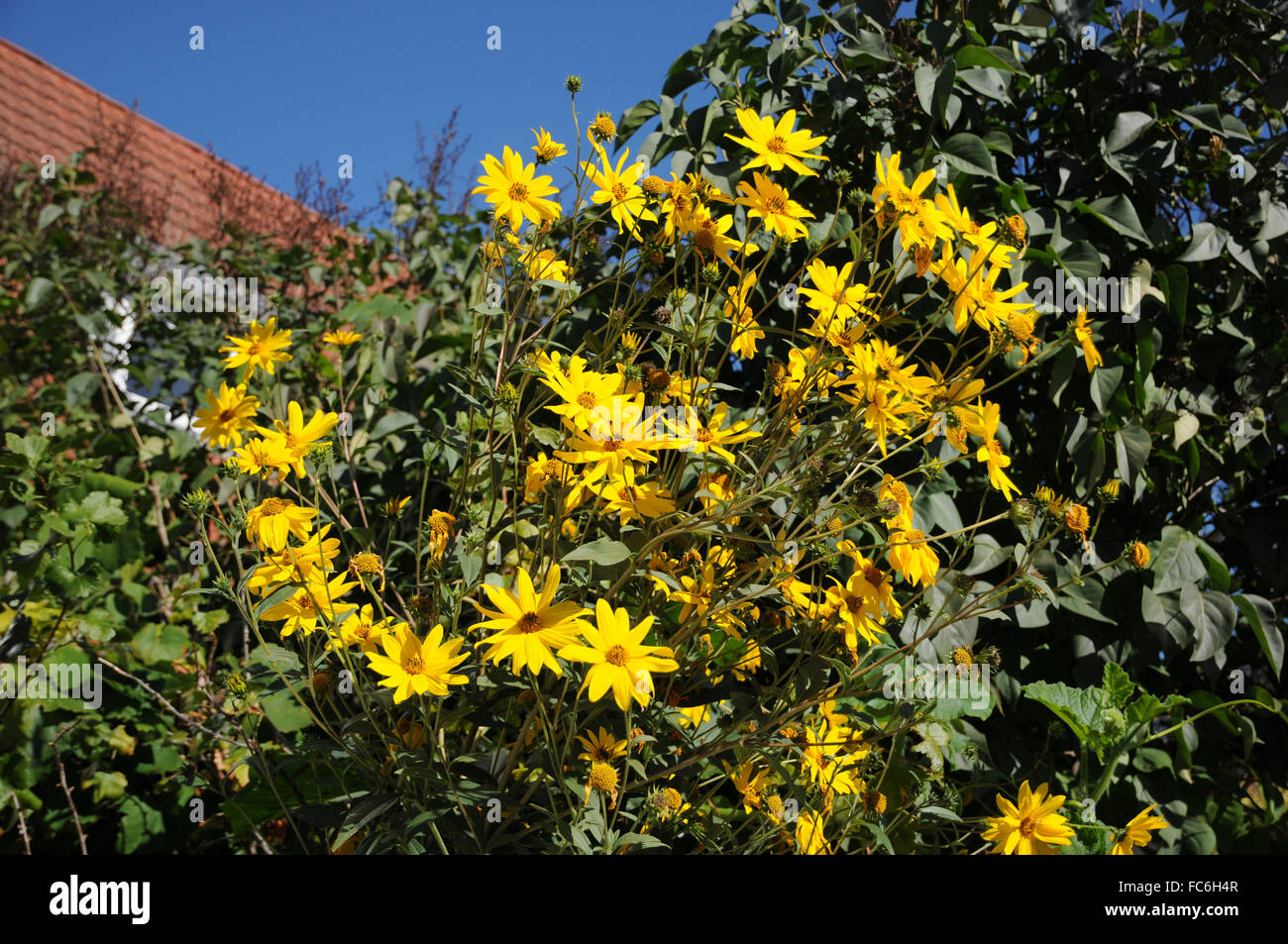 Fleur de sunroot Banque de photographies et d’images à haute résolution ...