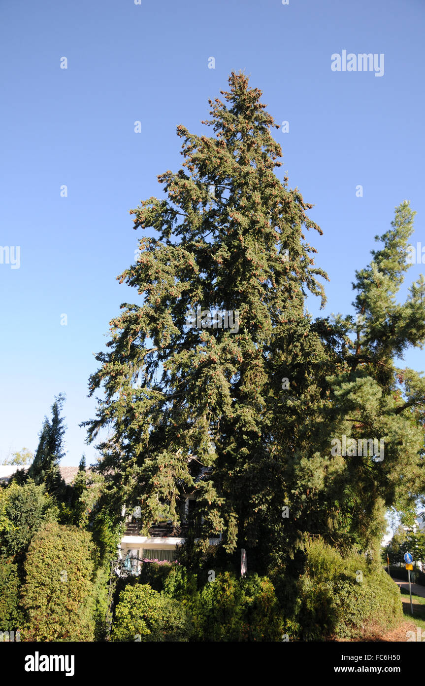 Douglas fir tree Banque de photographies et d’images à haute résolution ...
