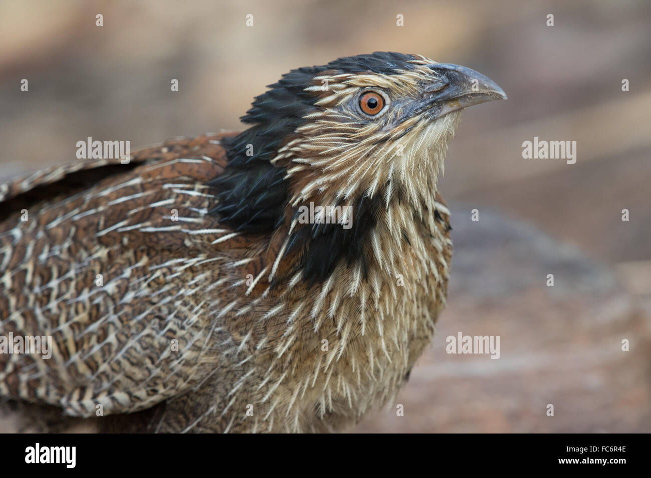 Faisan en mue Banque de photographies et d’images à haute résolution ...