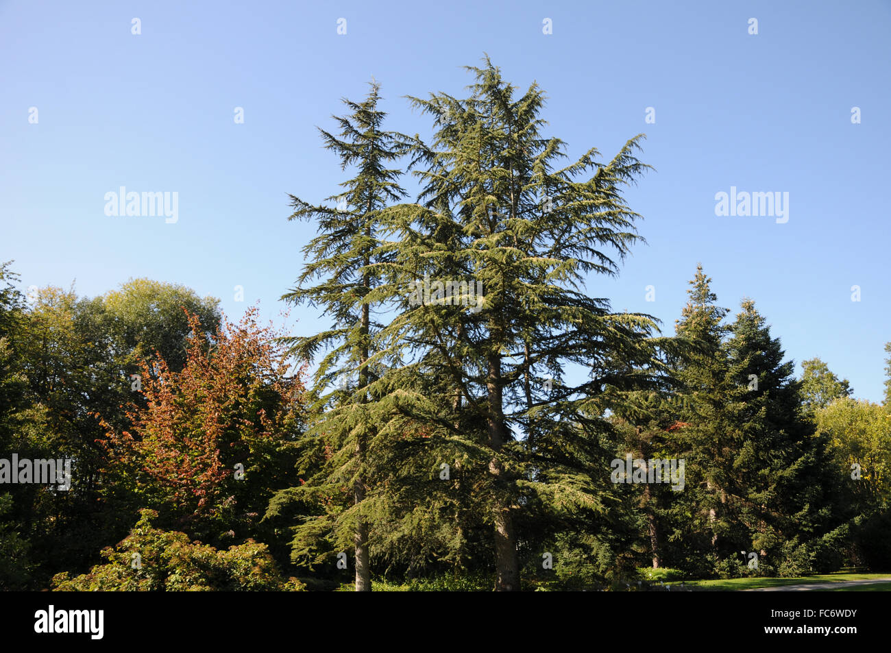 Le Cèdre Du Liban Banque d'image et photos - Alamy