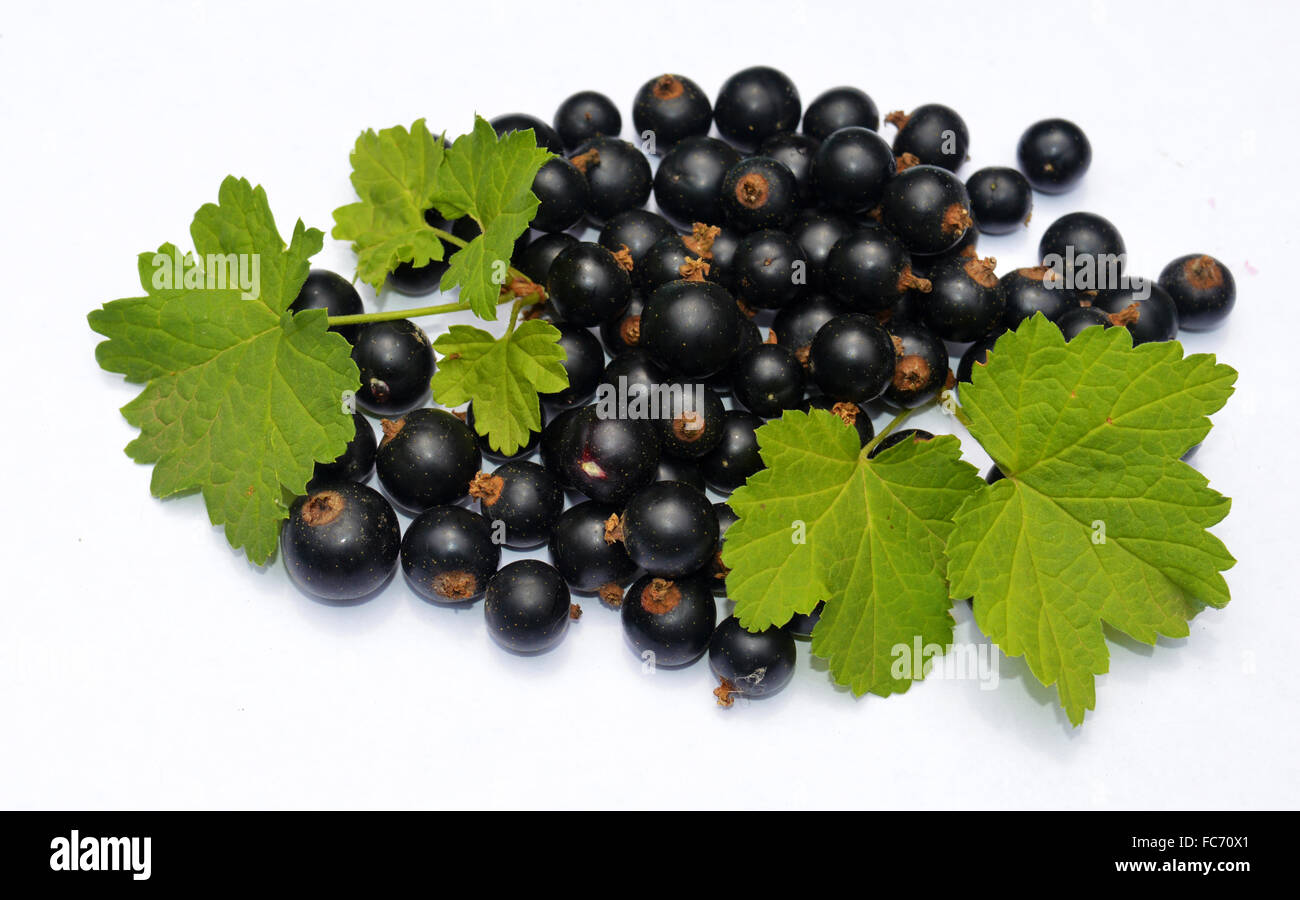 Feuille De Cassis Banque d'image et photos - Alamy