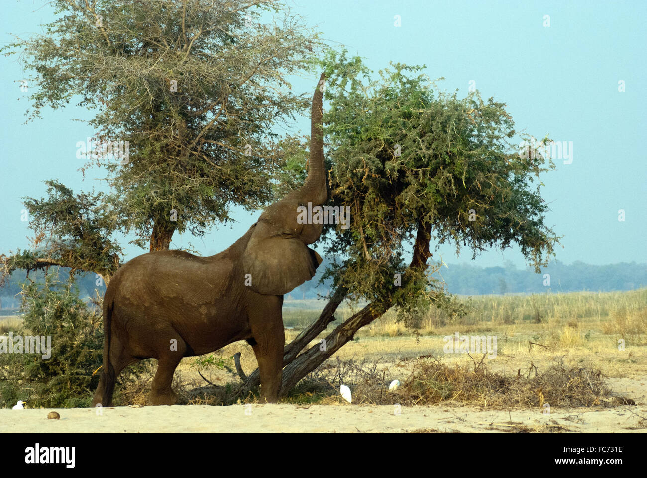 Elephant eating from tree Banque de photographies et d’images à haute ...