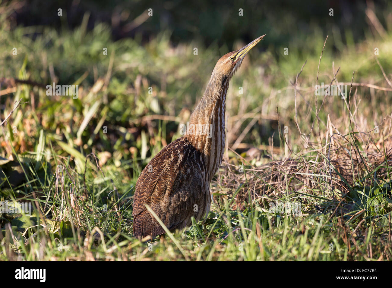 Oiseau butor Banque de photographies et d’images à haute résolution - Alamy