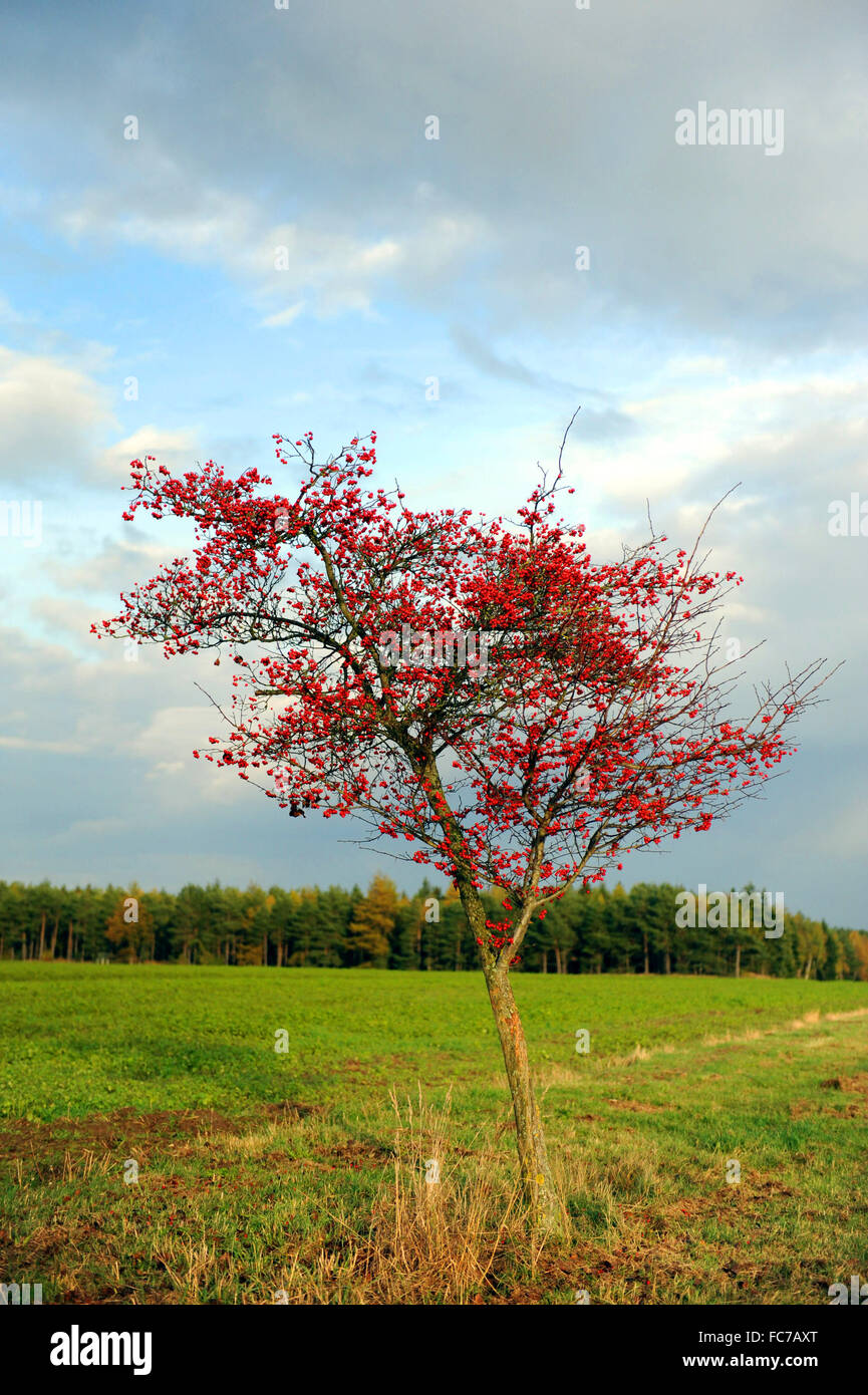 Crataegus prunifolia Banque de photographies et d’images à haute ...
