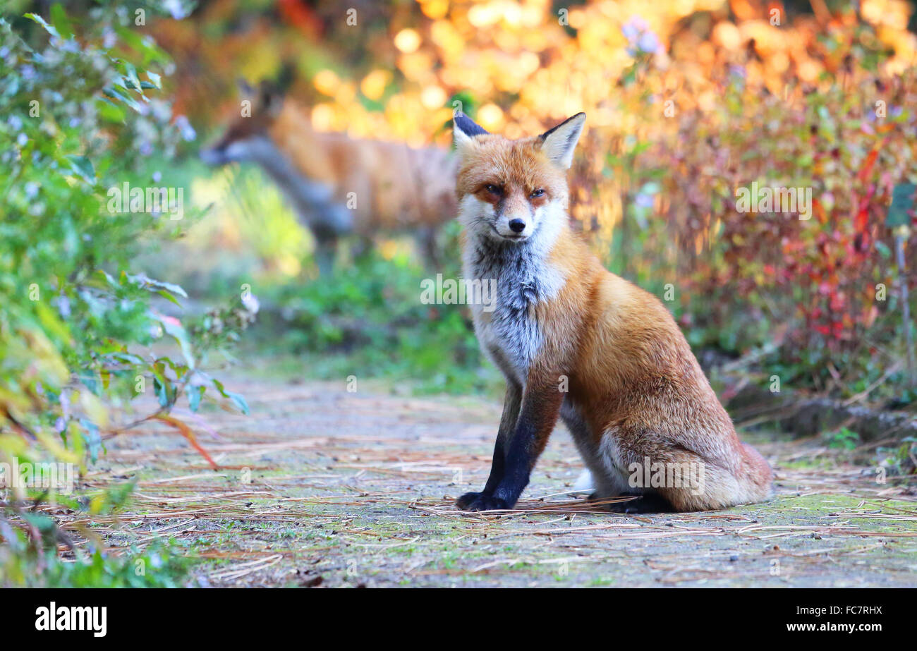 Renard assis Banque de photographies et d’images à haute résolution - Alamy