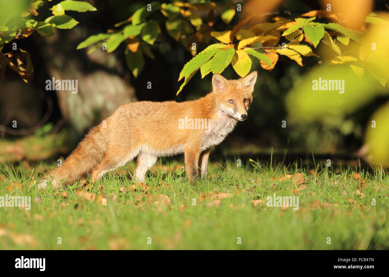 Renard foret Banque de photographies et d’images à haute résolution - Alamy