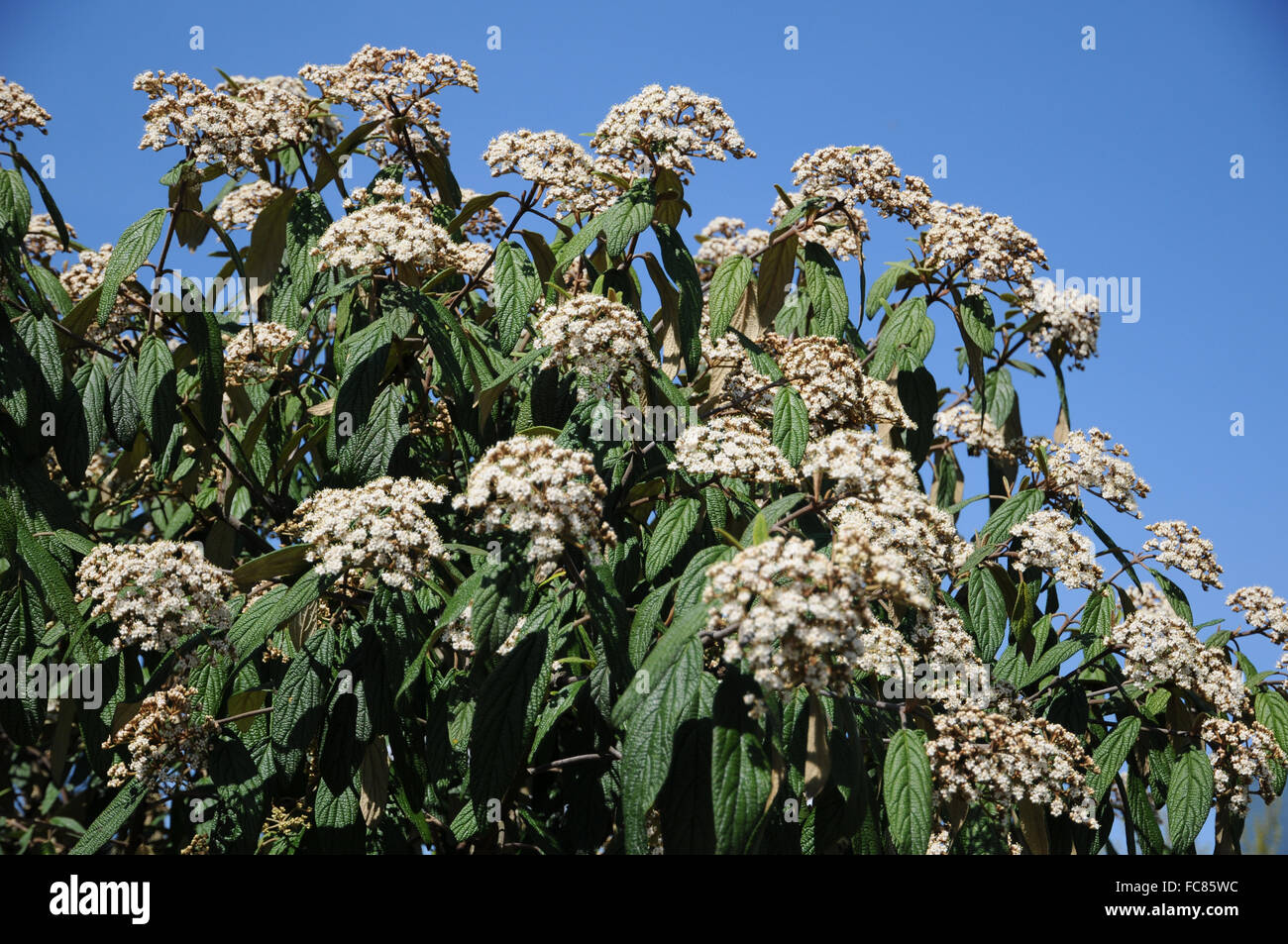 Leatherleaf viburnum Banque de photographies et d’images à haute ...