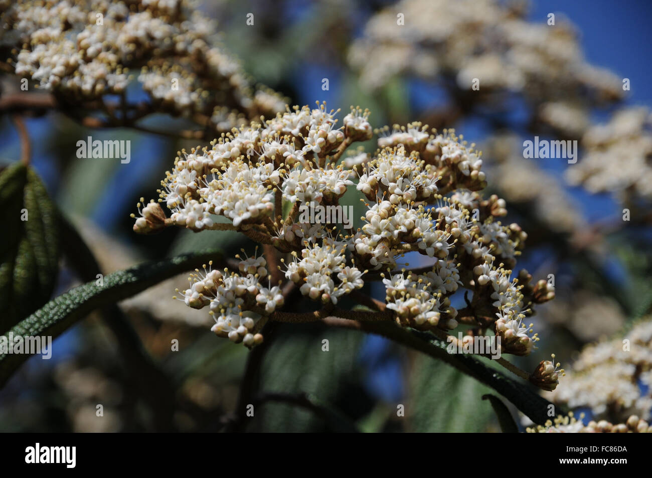 Viburnum Rhytidophyllum Banque d'image et photos - Alamy