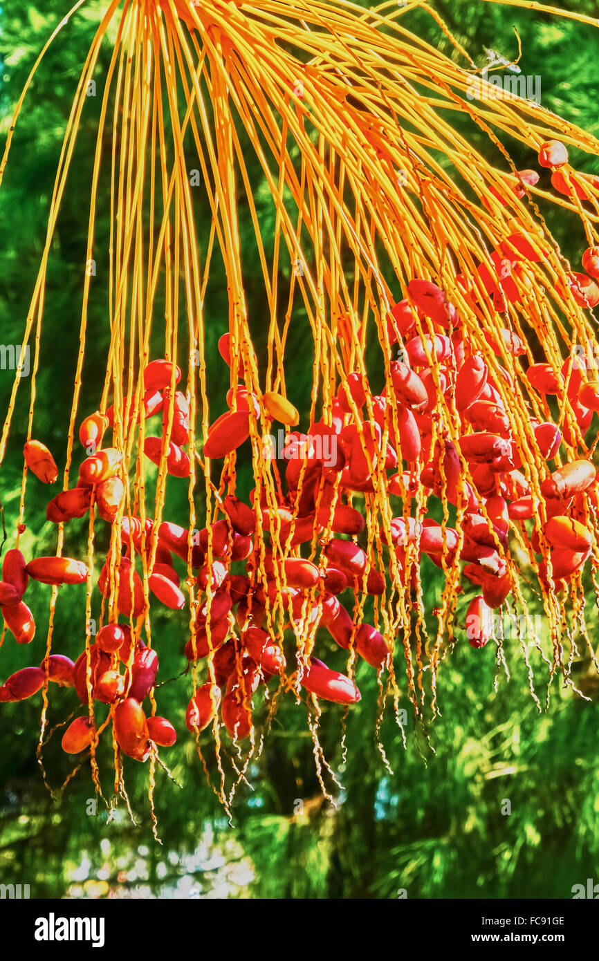 Arbre de dattes avec des fruits Banque de photographies et d’images à ...