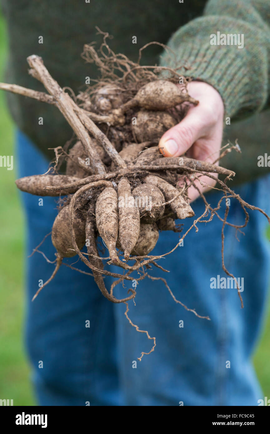 Stockage des tubercules de dahlia Banque de photographies et d’images à ...