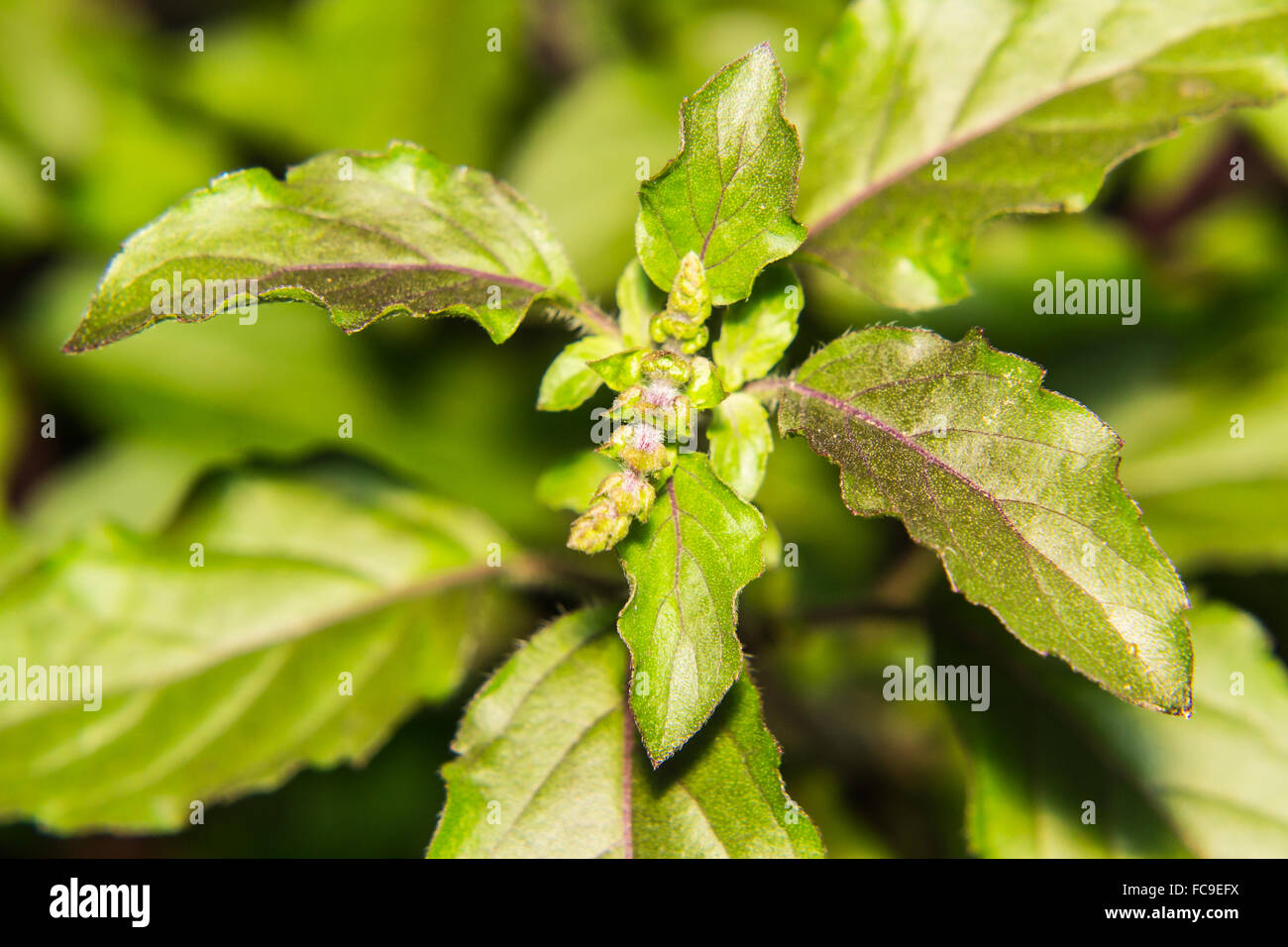 Arbre de basilic Banque de photographies et d’images à haute résolution ...