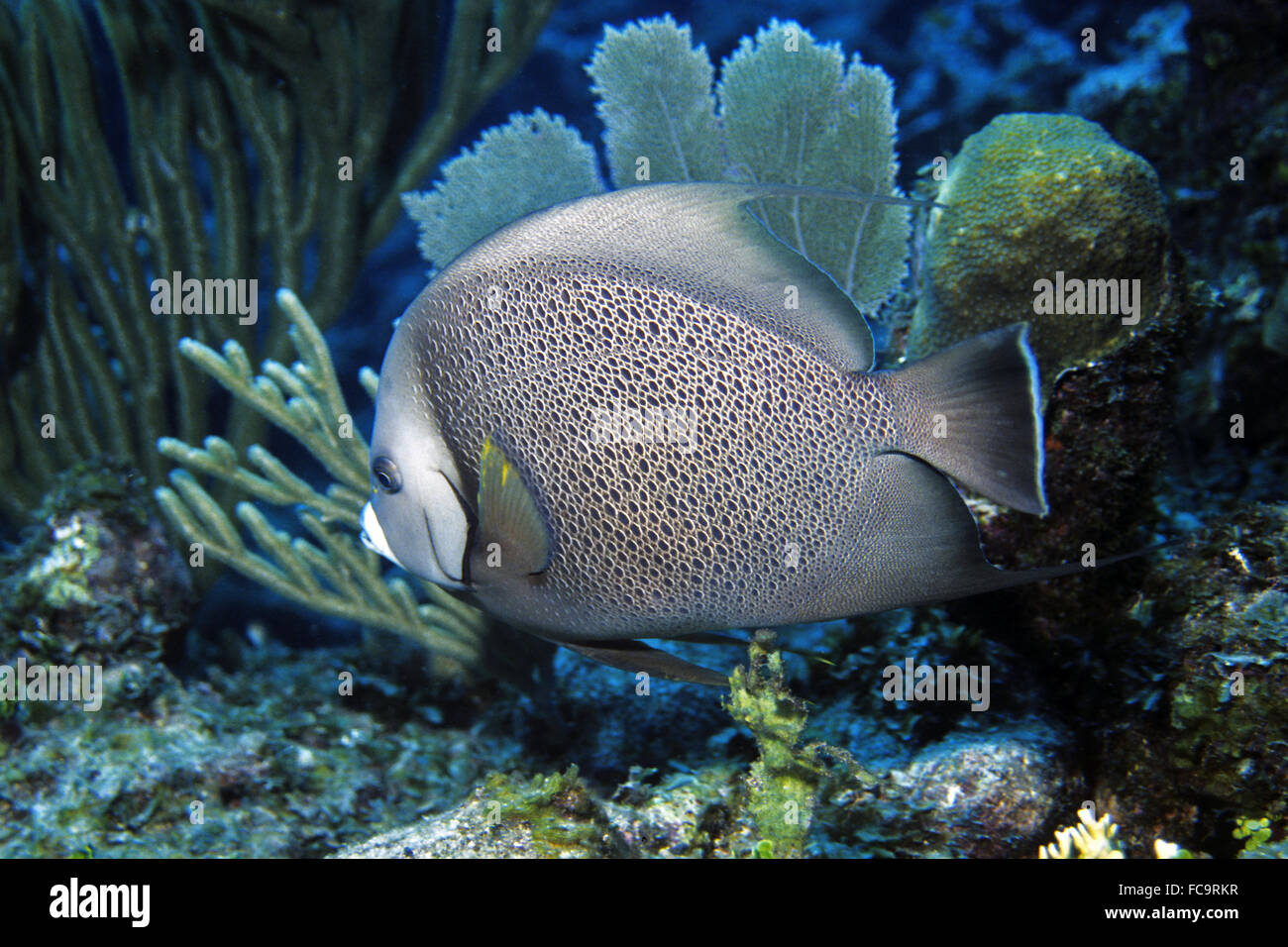 Grauer kaiserfisch Banque de photographies et d’images à haute ...