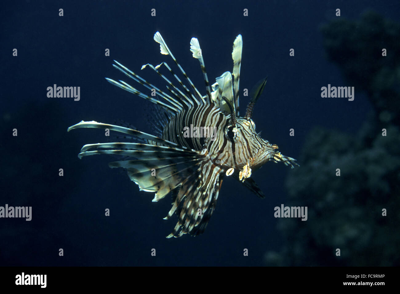 Poisson lion sous l'eau Banque de photographies et d’images à haute ...