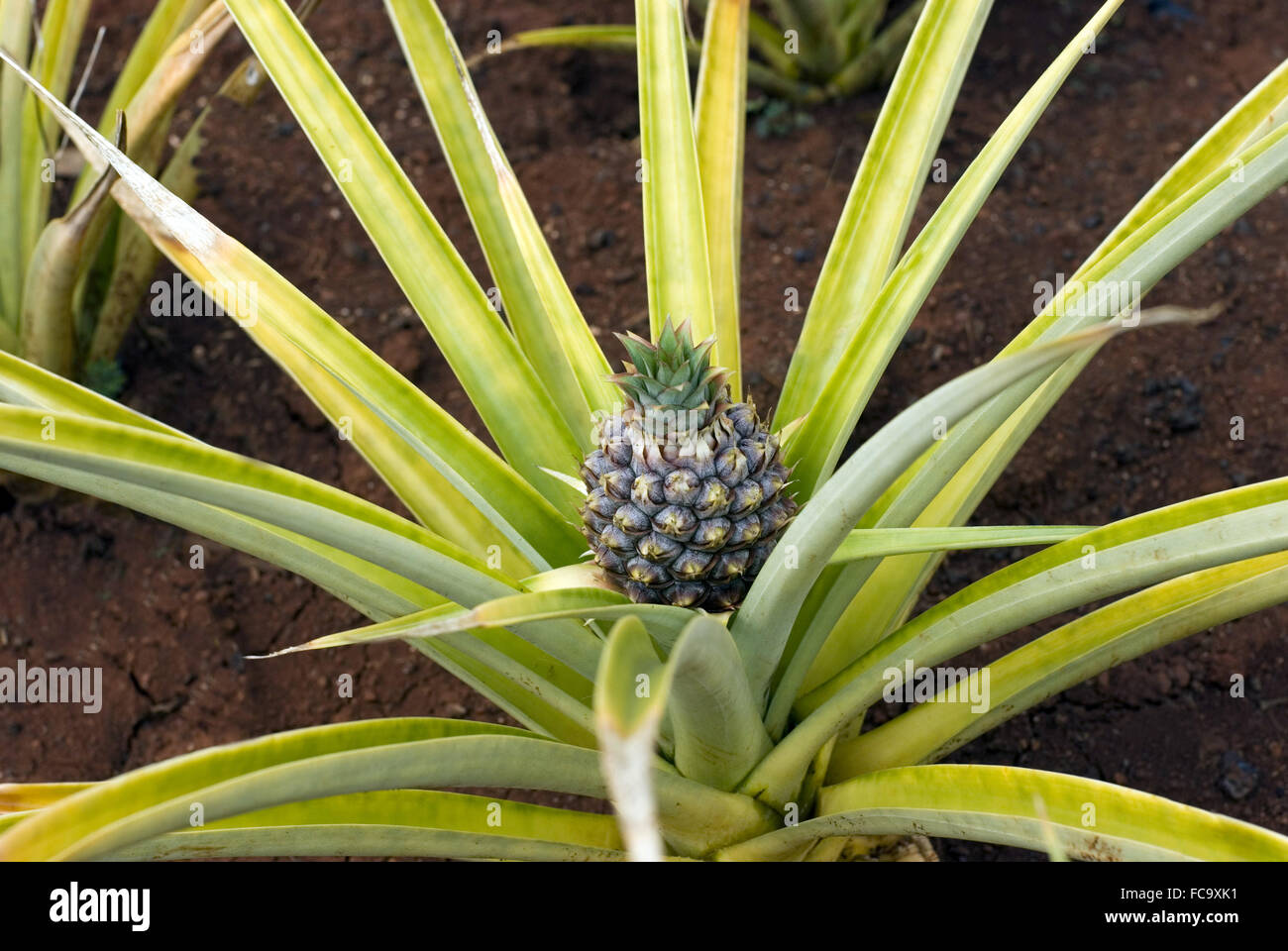 Plantation D'ananas Banque d'image et photos - Alamy