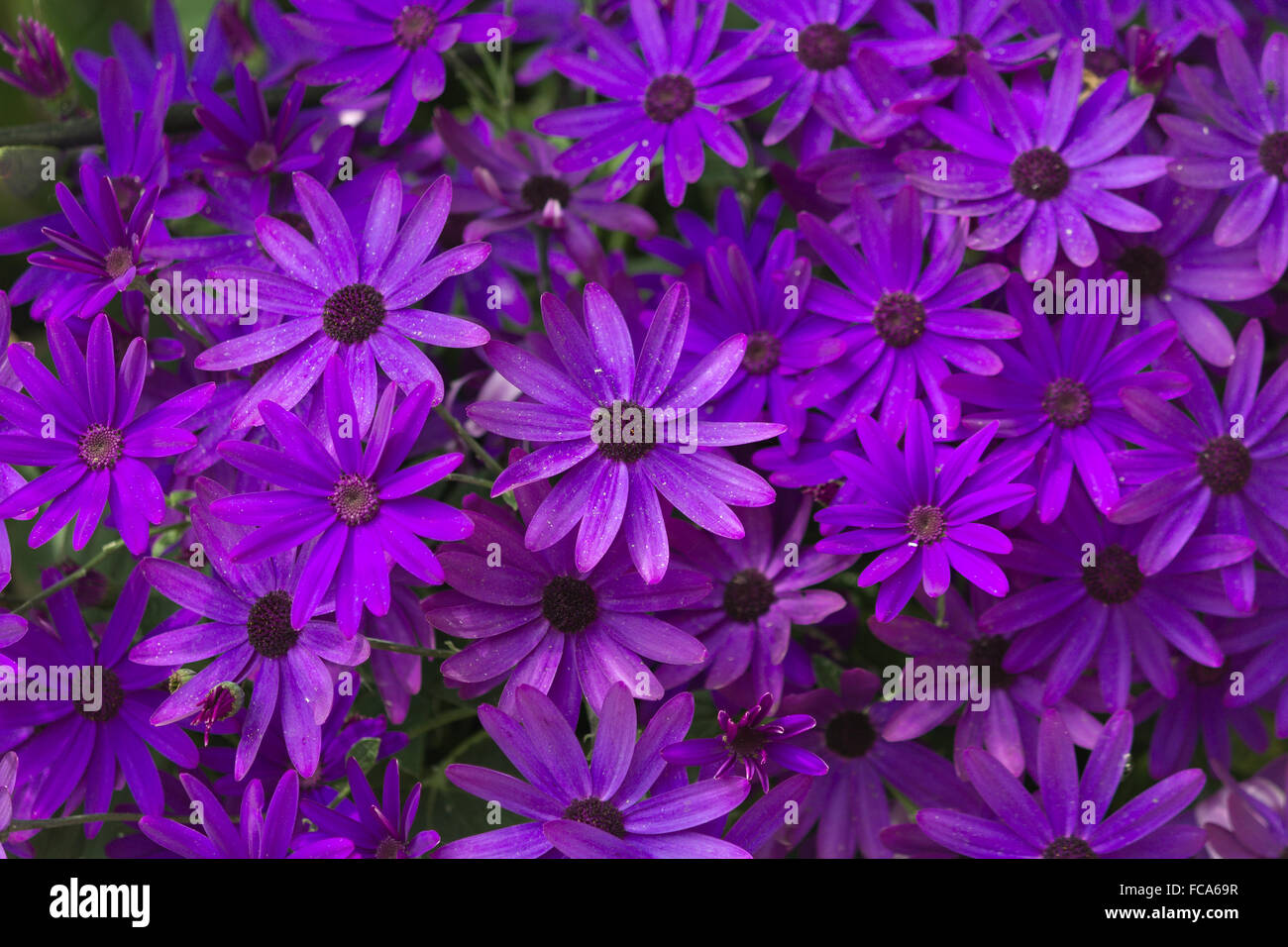 Fleurs senetti Banque de photographies et d’images à haute résolution ...