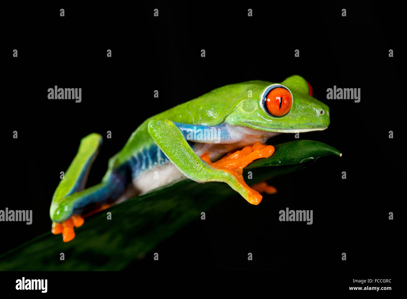 Grenouille verte aux yeux brillants Banque de photographies et d’images ...