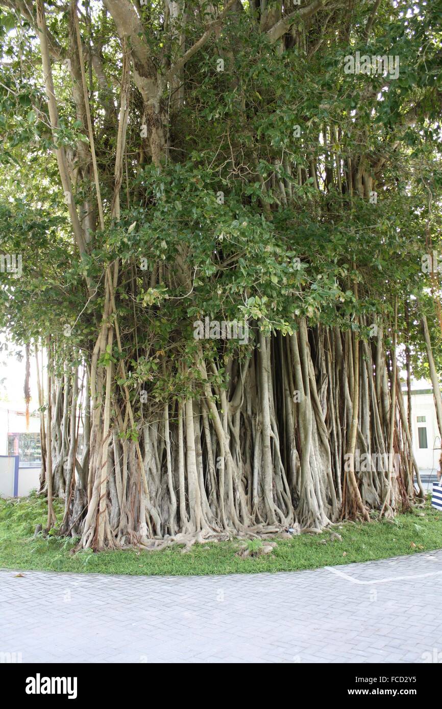 Arbre tropical Banque de photographies et d’images à haute résolution ...