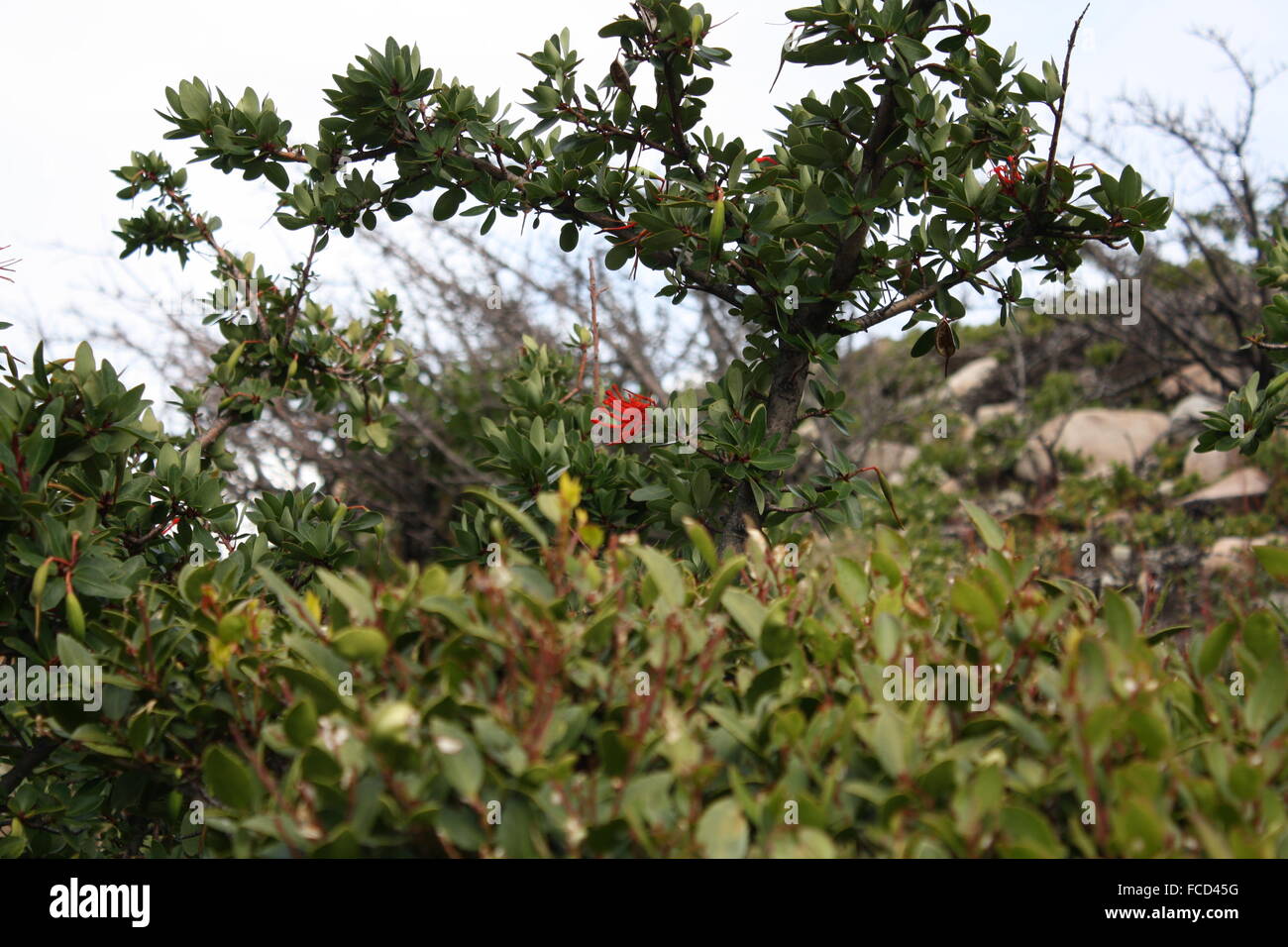 Feuilles sur un buisson Banque de photographies et d’images à haute ...