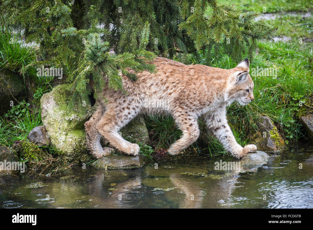 Gaia zoo Banque de photographies et d’images à haute résolution - Alamy