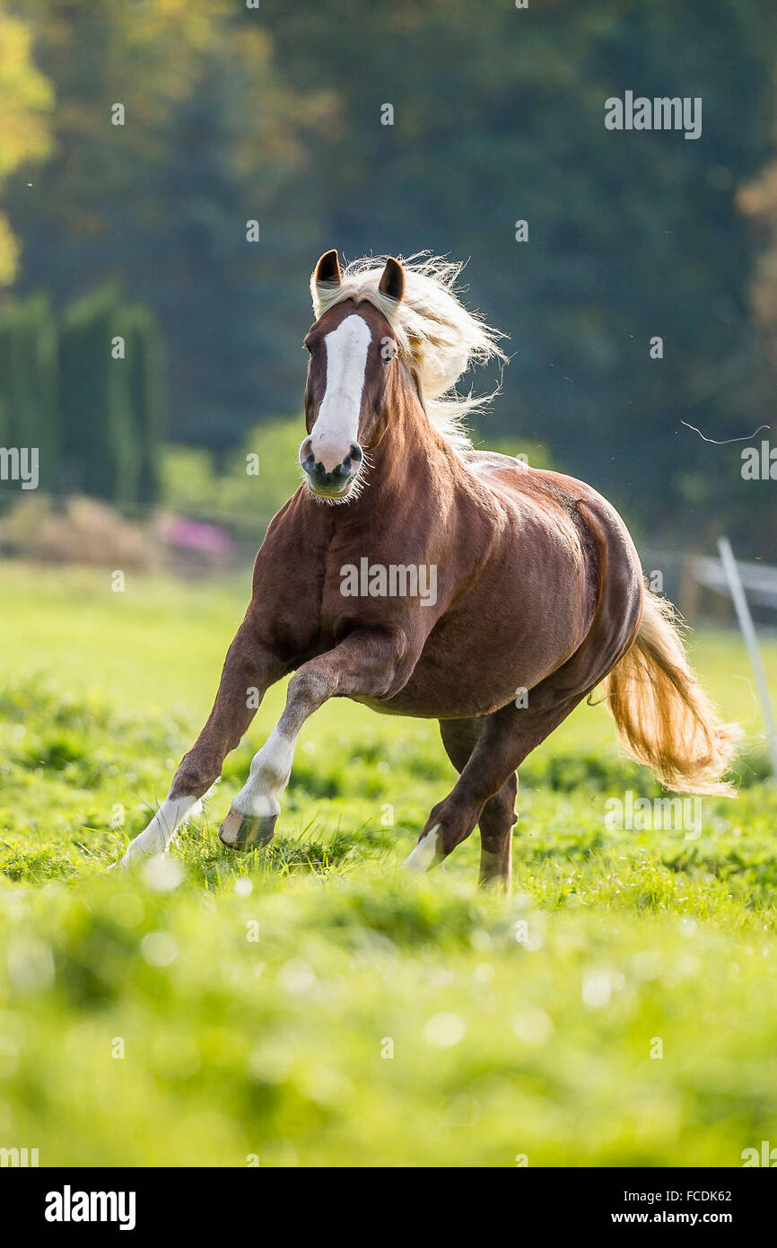 Forêt Noire Cheval. Mare galoper sur un pâturage. Allemagne Photo Stock ...