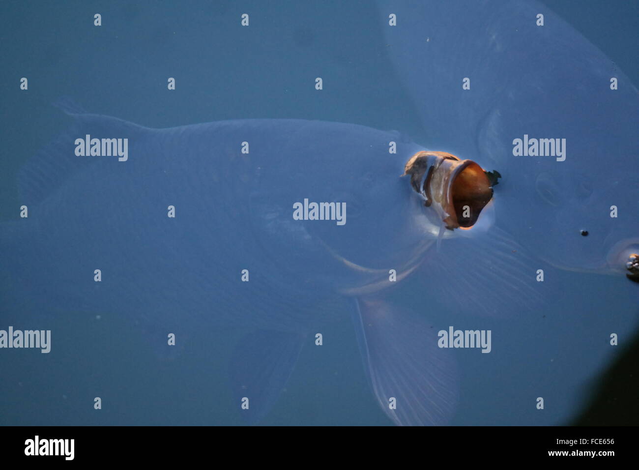 Poissons dans le lac Banque de photographies et d’images à haute ...