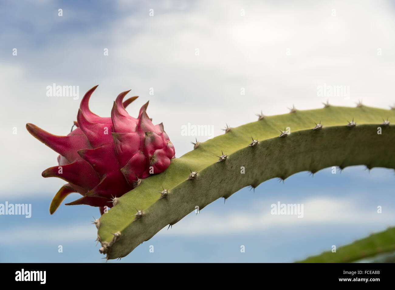 Plante pitaya rouge Banque de photographies et d’images à haute ...