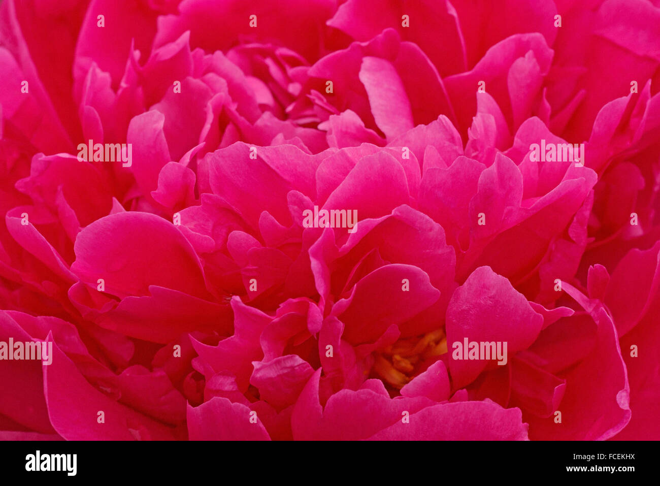 Pivoine rouge Banque de photographies et d’images à haute résolution ...