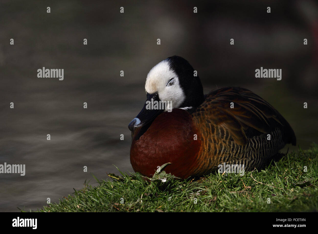 White faced whistling duck Banque de photographies et d’images à haute ...