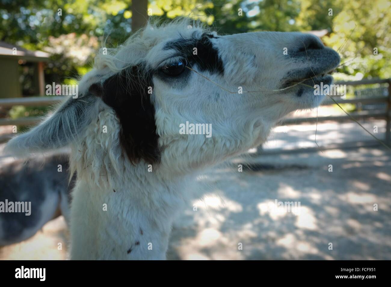 Lama manger Banque de photographies et d’images à haute résolution - Alamy