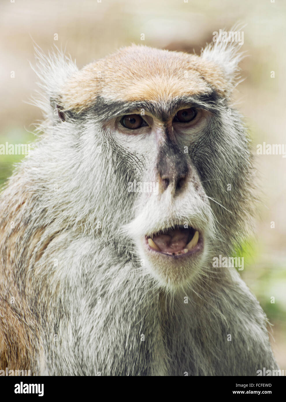 Patas singe ou singe Hussar (Erythrocebus patas). Scène des animaux ...