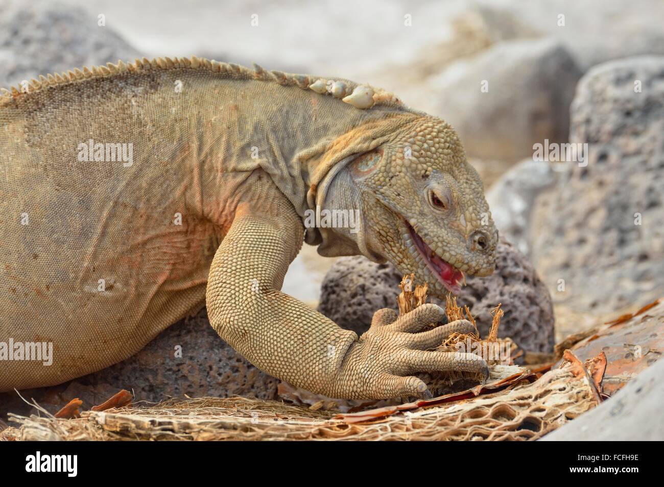 Iguane terrestre conolophus subcristatus mangeant Banque de ...