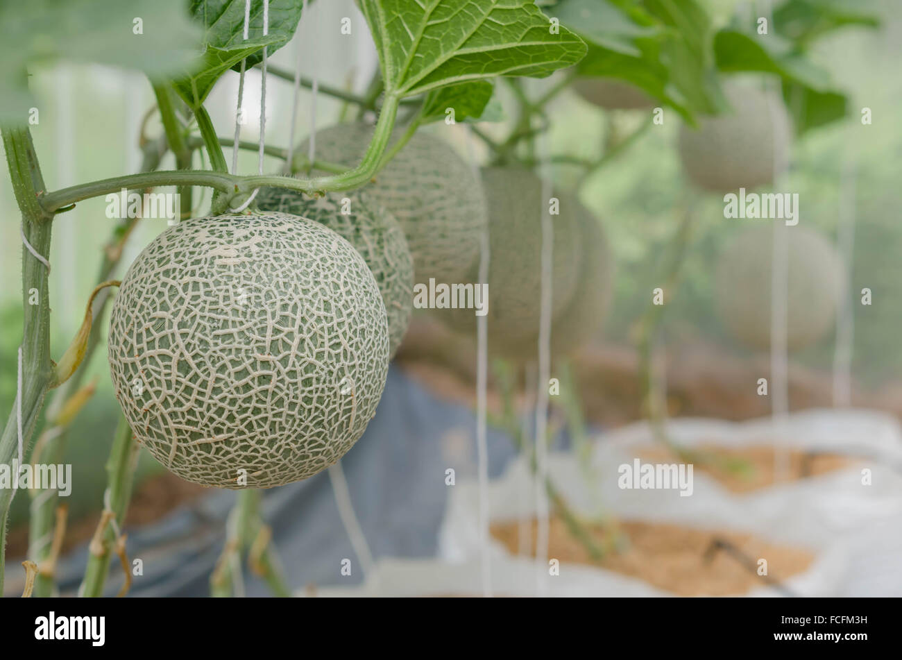 Fruit de jardin Banque de photographies et d’images à haute résolution ...