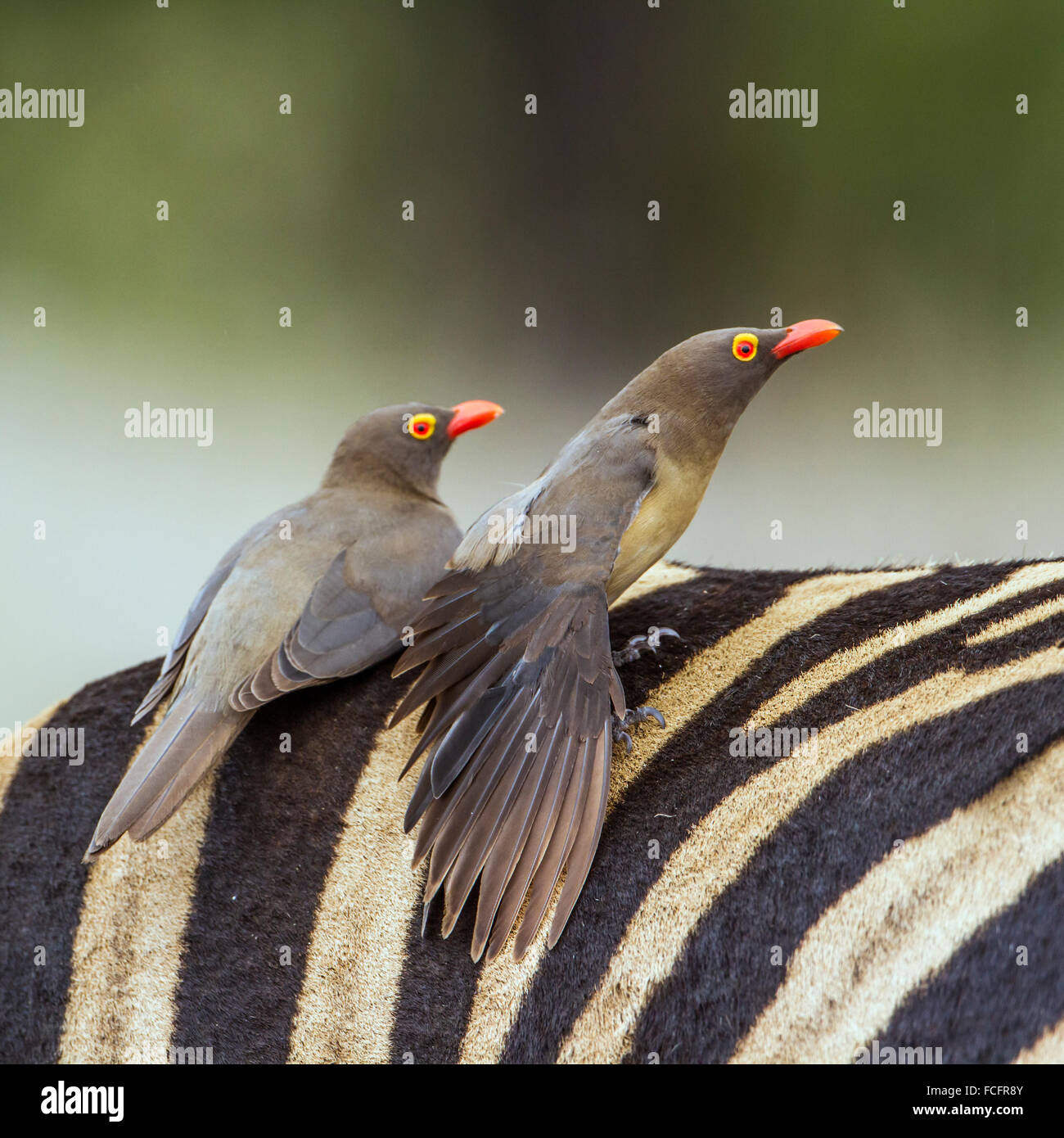 Red billed buffalo weaver Banque de photographies et d’images à haute ...