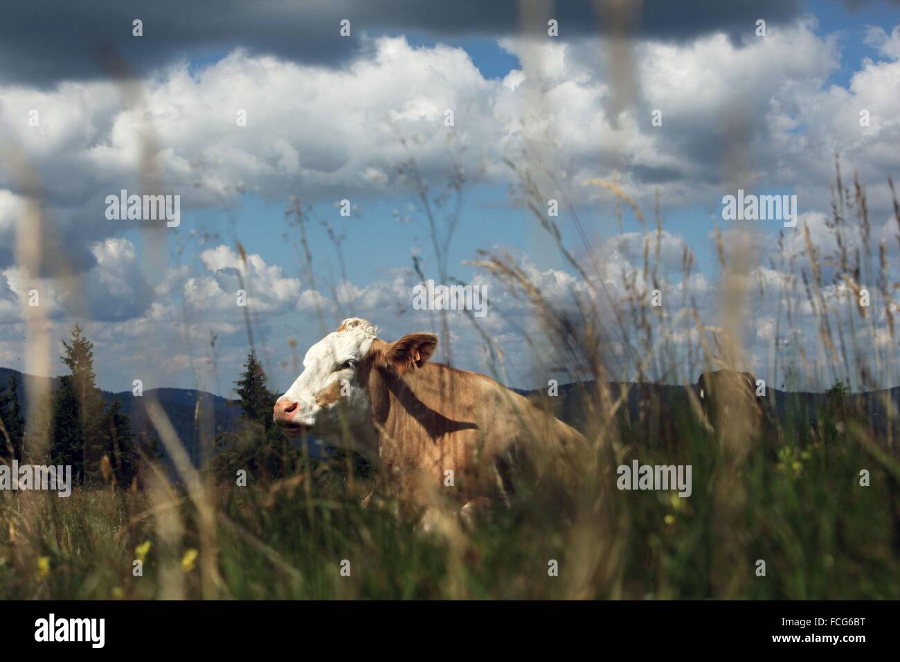 Vache vosgienne Banque de photographies et d’images à haute résolution ...