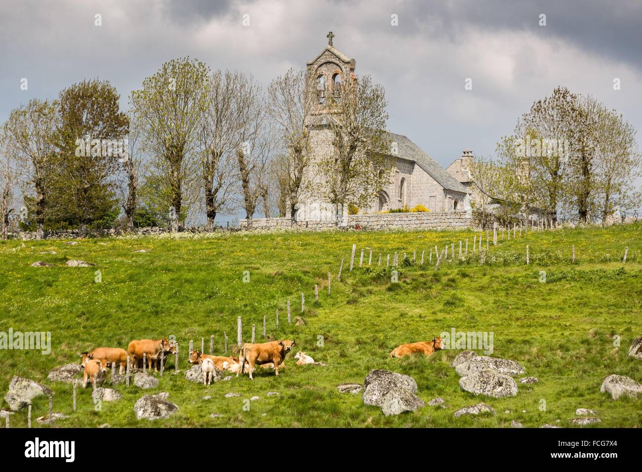 La transhumance Banque de photographies et d’images à haute résolution ...