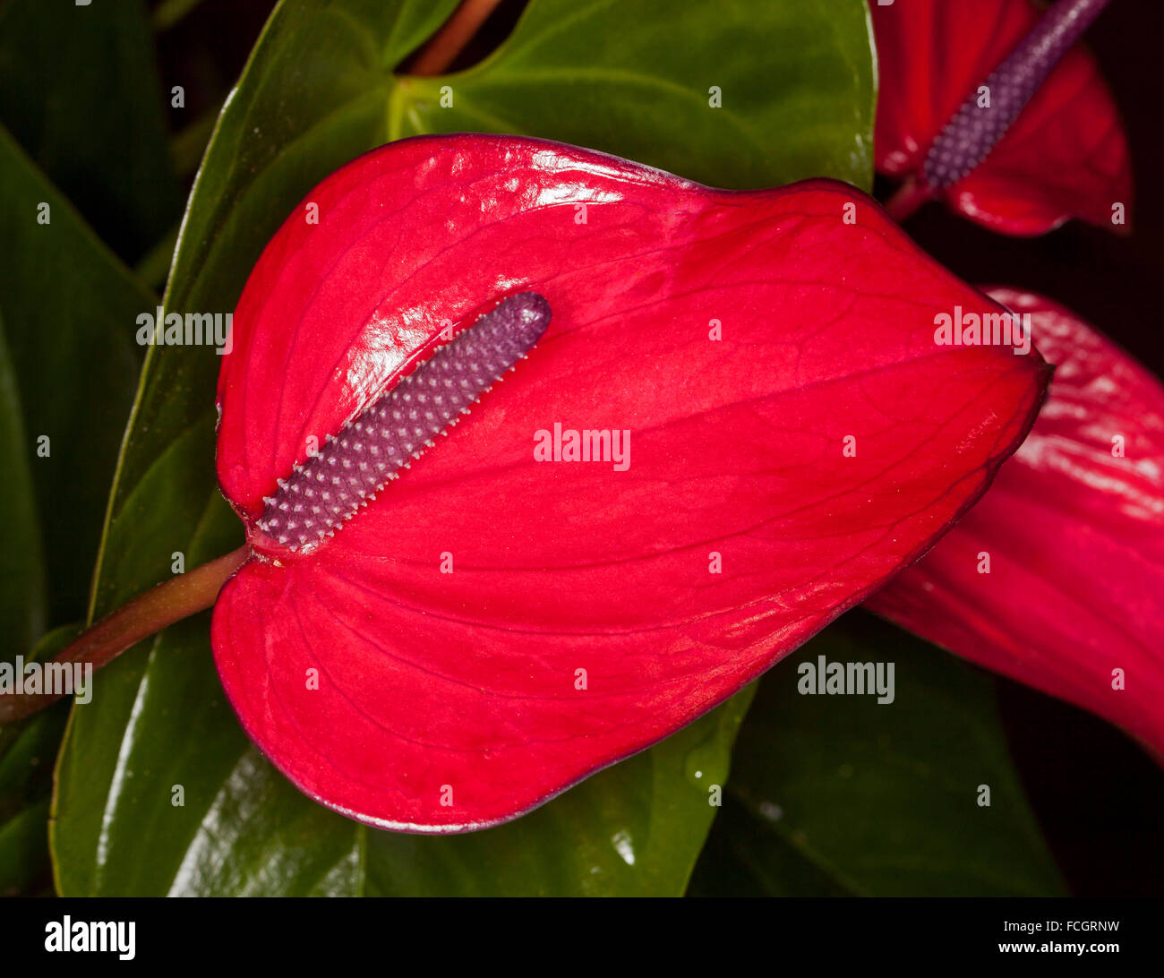 Feuille d'anthurium tropicale Banque de photographies et d’images à ...