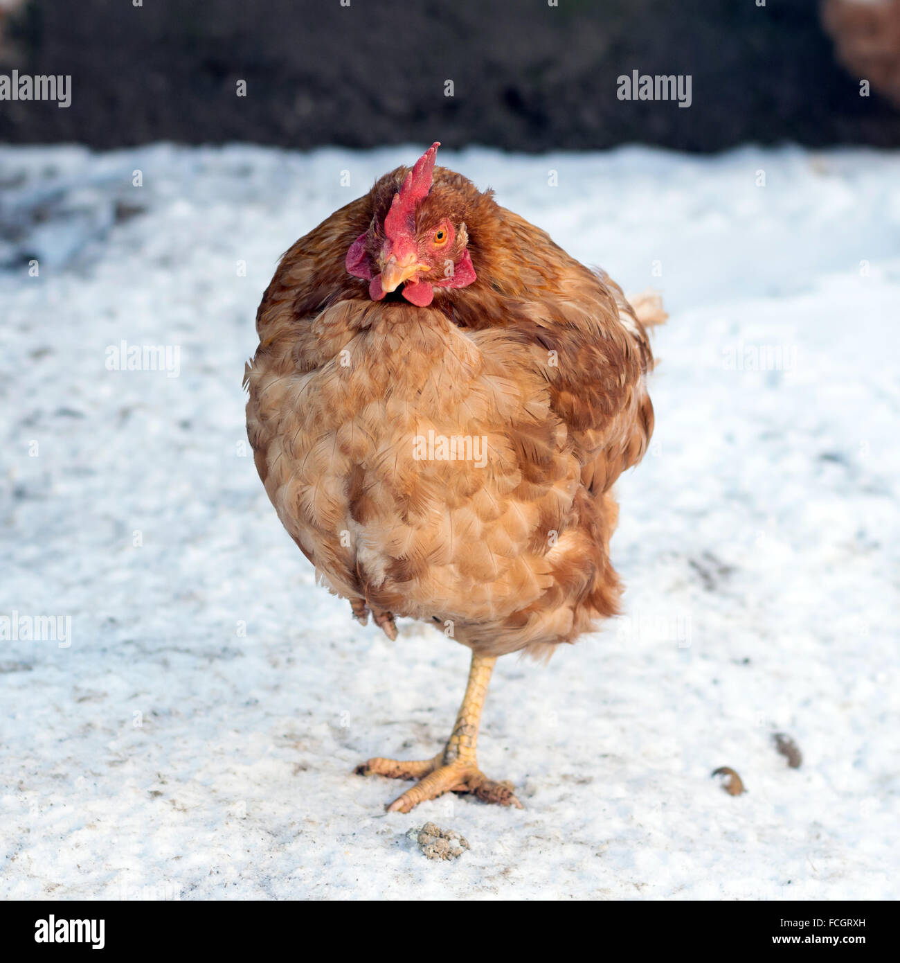Poule drôle Banque de photographies et d’images à haute résolution - Alamy