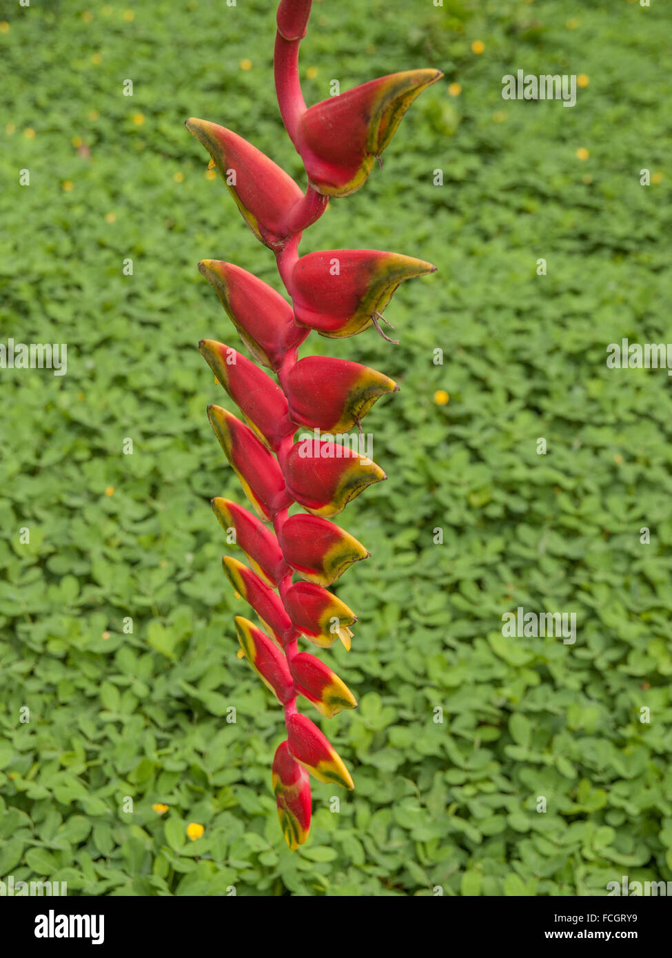 Amazon plant Banque de photographies et d’images à haute résolution - Alamy