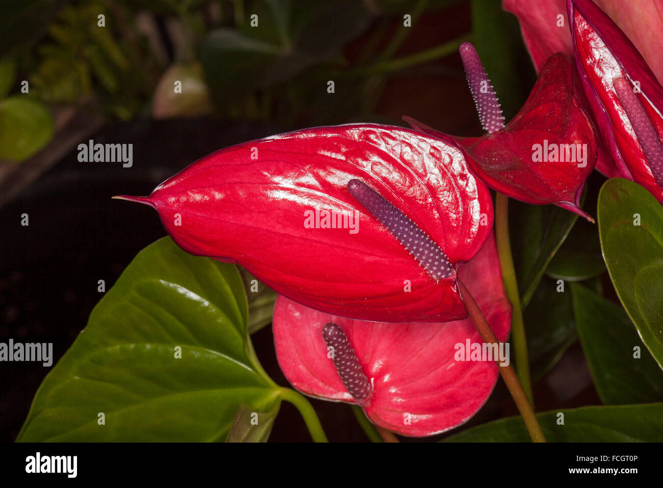 Feuille d'anthurium tropicale Banque de photographies et d’images à ...